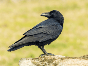 Bird Symbolism and Their Meaning (Popular Birds with Images)