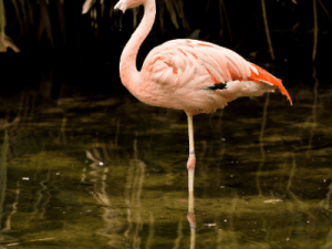 Bird Symbolism and Their Meaning (Popular Birds with Images)