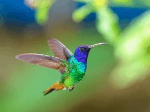 Bird Symbolism and Their Meaning (Popular Birds with Images)