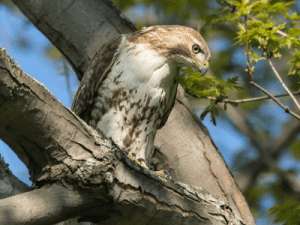 How Much Weight Can a Hawk Carry?