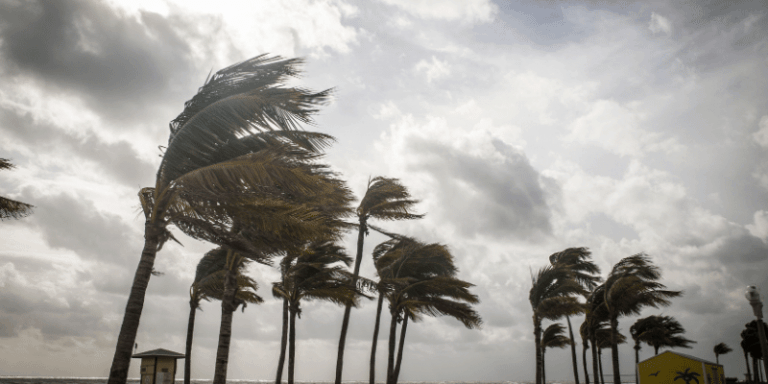 What do Birds do During a Hurricane? - Bird Sphere
