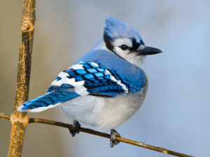 Blue Jay Eggs vs. Robin Eggs – Differences and Similarities