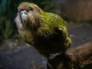7 Popular Birds that Cannot Fly - Bird Sphere