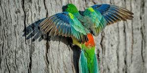 Red Rump Parakeet — All You Need to Know - Bird Sphere