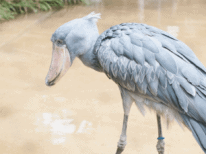 Different Types of Beaks of Birds