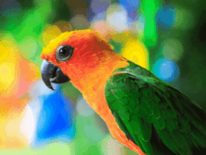 13 Different Types of Conure (with Images) - Bird Sphere