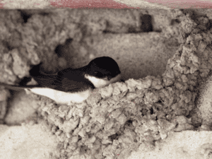 10 Birds That Build Mud Nests (with Images)