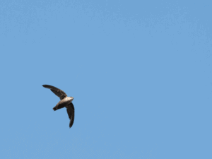 10 Birds that Fly at Night (with Bird Calls)