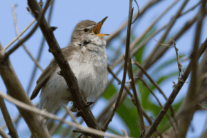 10 Birds that Fly at Night (with Bird Calls)