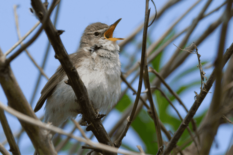 10 Birds that Fly at Night (with Bird Calls)