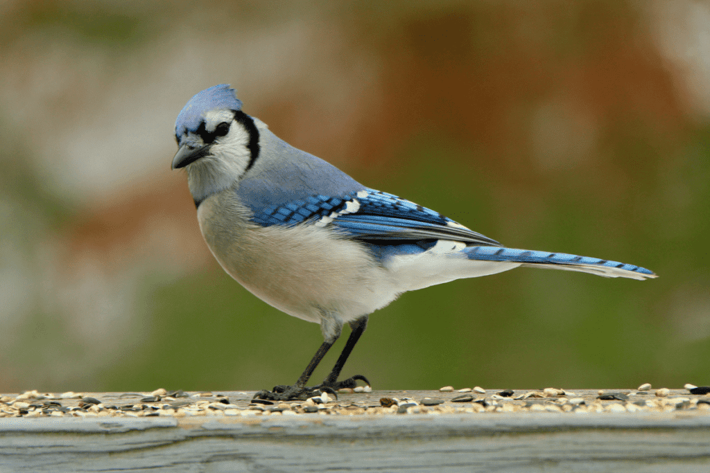 Are Blue Jays Mean/Aggressive? Behavior Explained!
