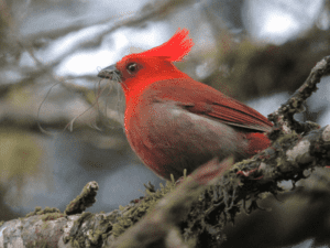 Birds That Look Like Cardinals (with Images)