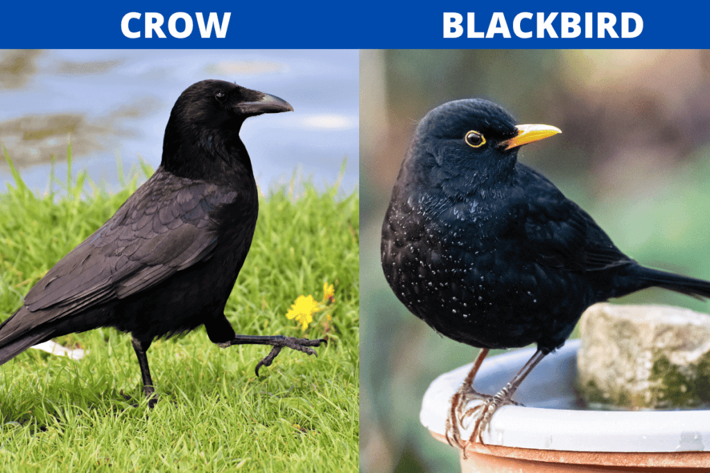 Crow vs Blackbird - What's the Difference?