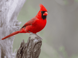Birds That Look Like Cardinals (with Images)