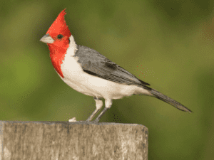 Birds That Look Like Cardinals (with Images)